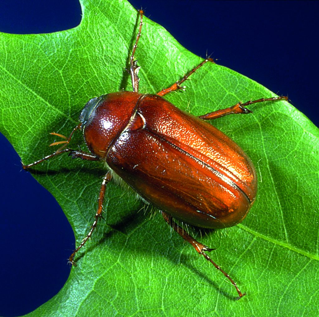 Beetles - EZ Bed Bug Washington DC- For all your Bed Bug Extermination ...